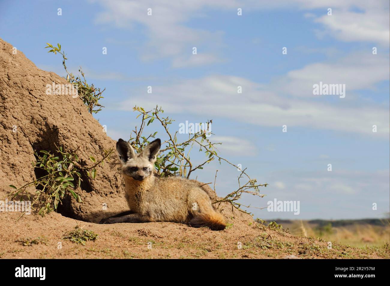 Bat-eared fox (Otocyon megalotis), bat-eared fox adult, resting beside ...