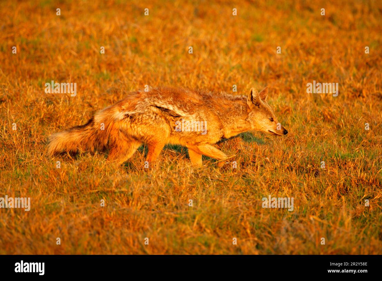 Side-striped jackal (Canis adustus), Striped Jackal, Jackal, Jackals ...