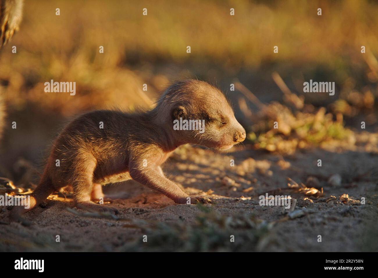 Meerkats (Suricata suricatta) Meerkat, predators, mammals, creepers ...