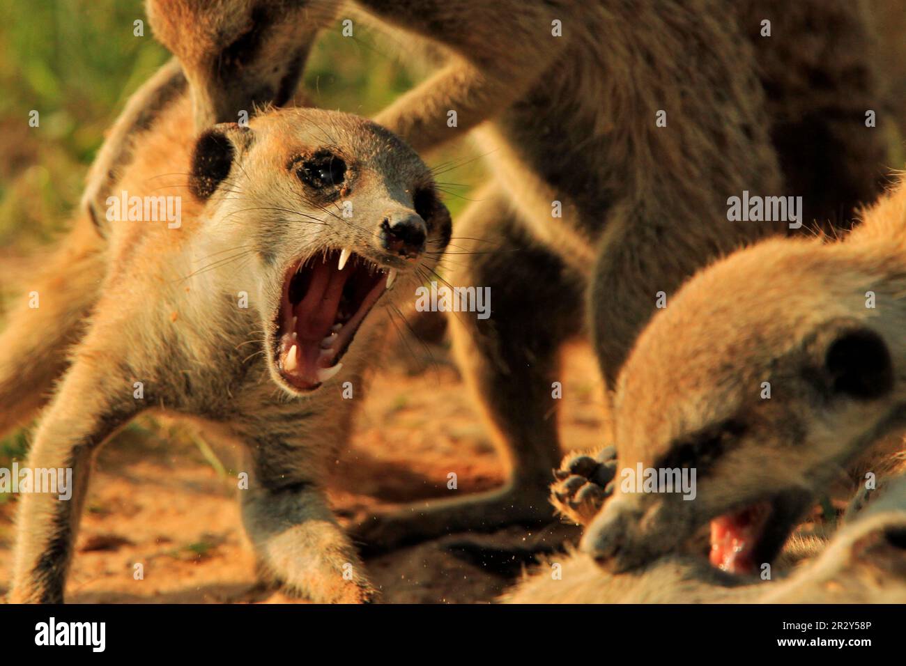 Meerkats (Suricata suricatta) Meerkat, predators, mammals, creepers ...