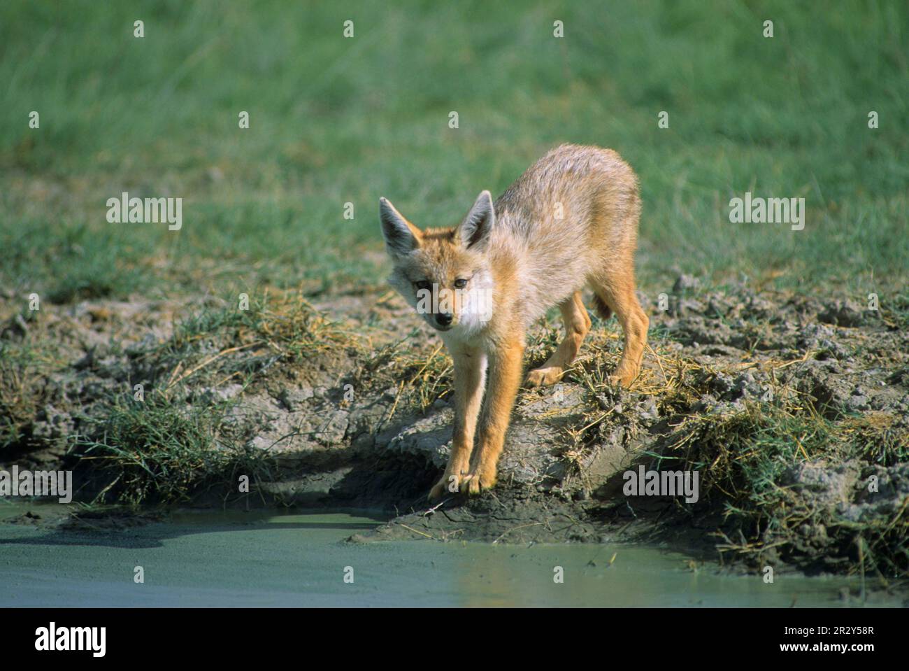 Golden Jackal, Golden Jackals, Jackal, Jackals, Canines, Predators ...