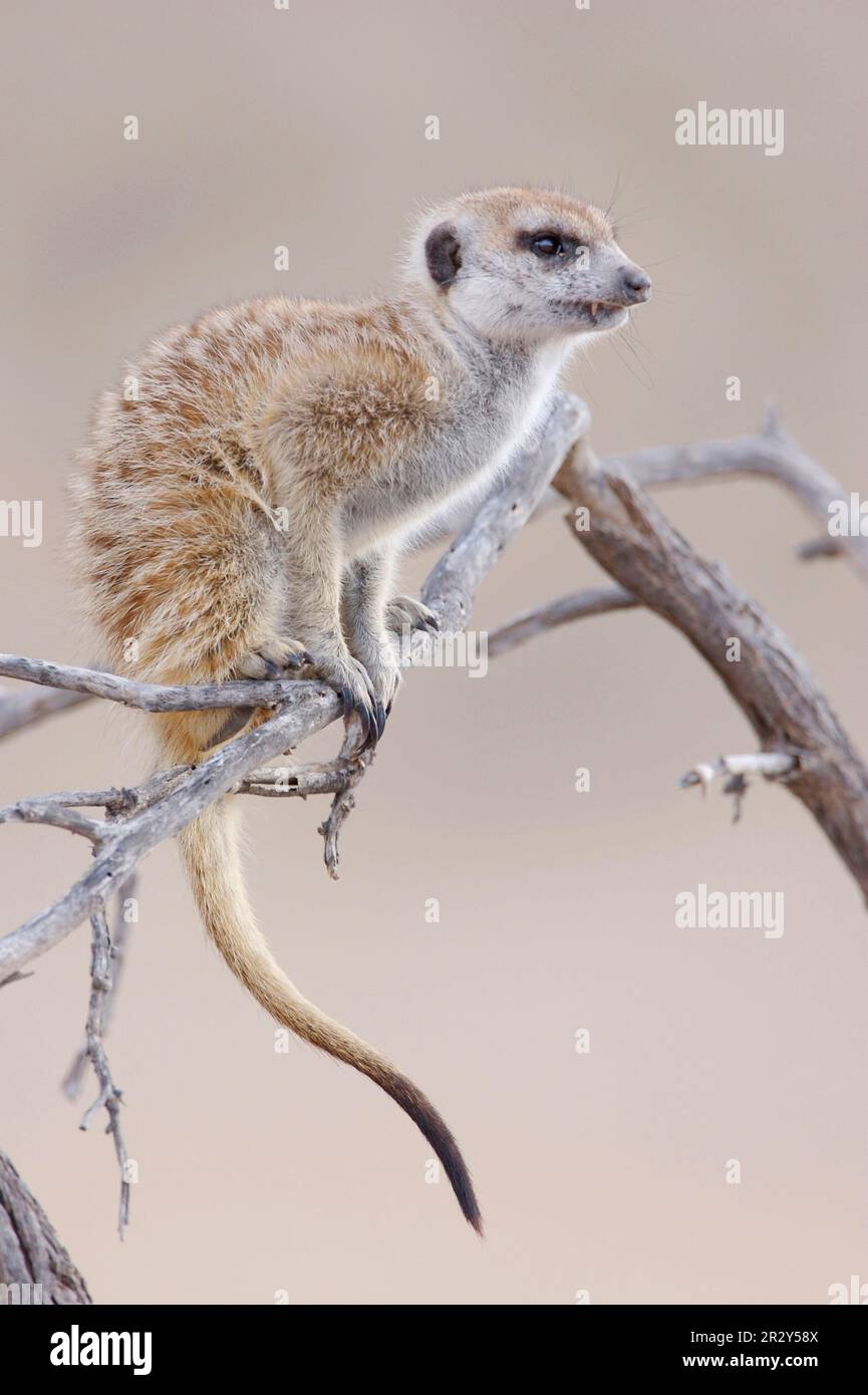 Meerkats (Suricata suricatta) Meerkat, predators, mammals, creepers ...