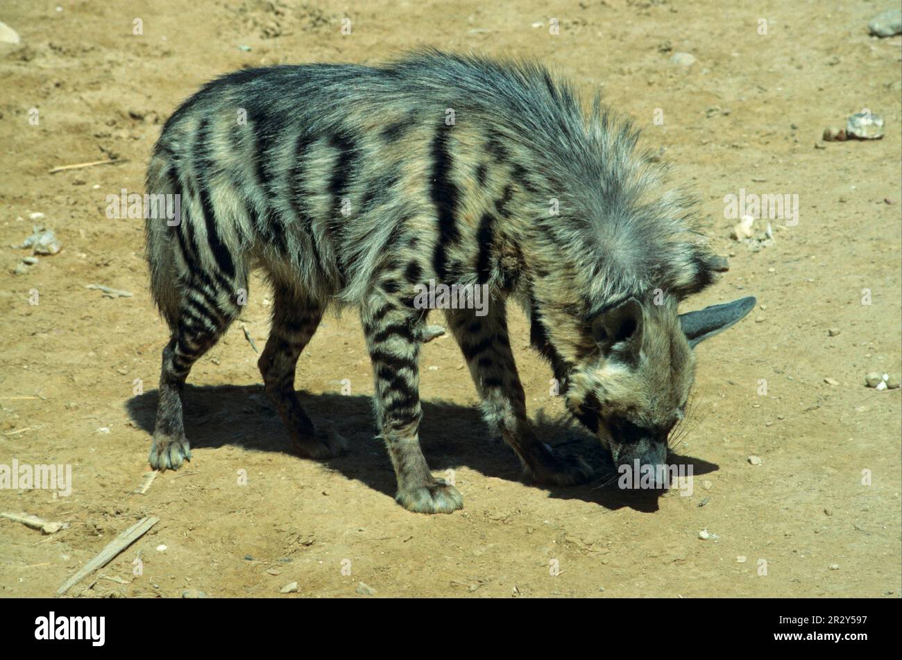 Striped hyena, striped hyenas (Hyaena hyaena), striped hyena, striped hyenas, hyena, hyenas ...