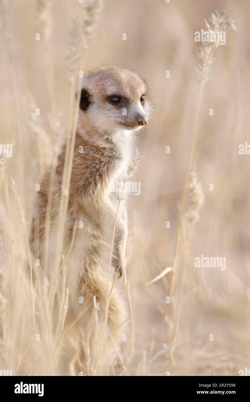 Meerkats (Suricata suricatta) Meerkat, predators, mammals, creepers ...