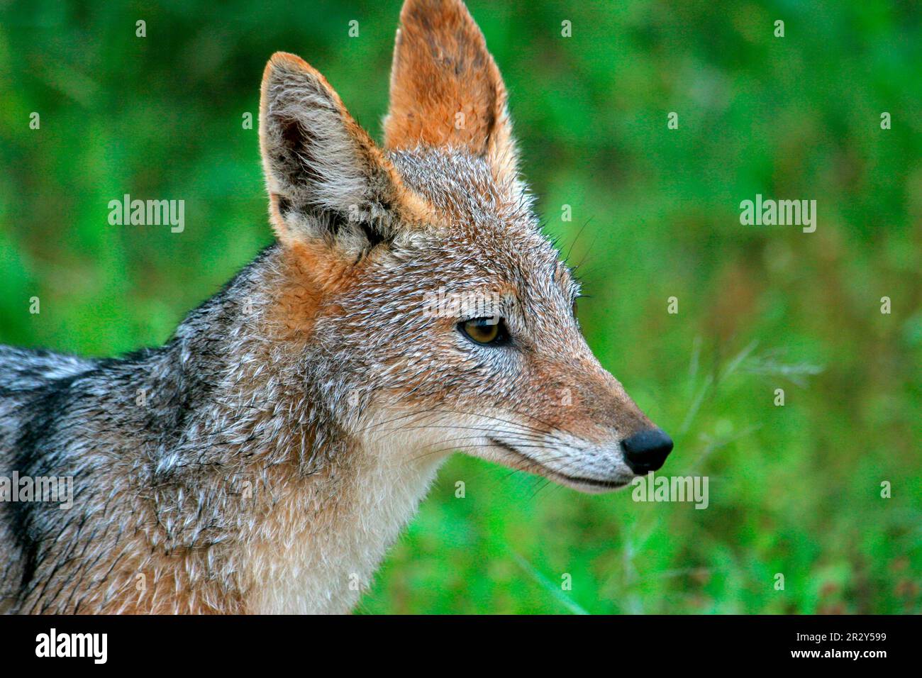 Black-backed jackals (Canis mesomelas), Jackal, Jackals, Canines ...