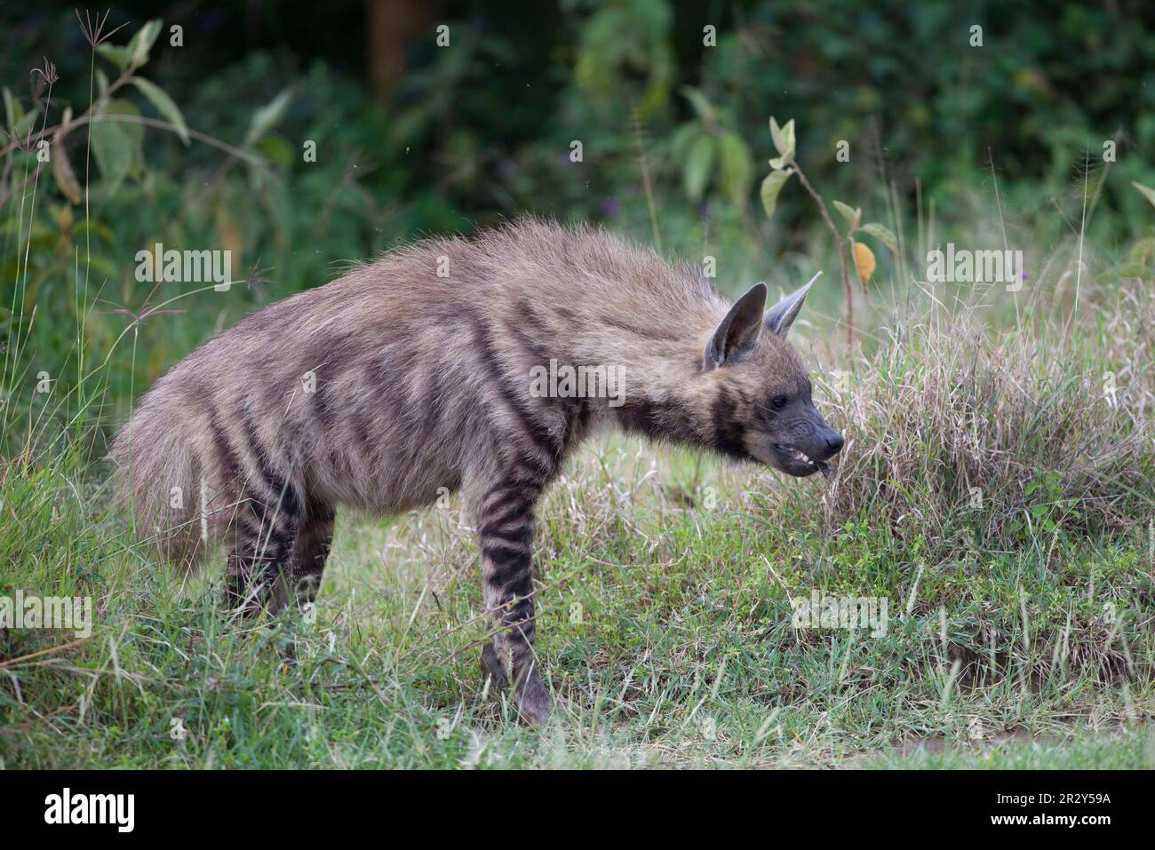 Striped hyena, striped hyenas (Hyaena hyaena), Hyena, Hyenas, Canines, Predators, Mammals ...
