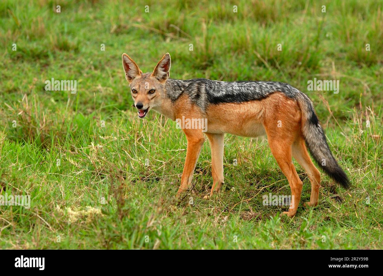 Black-backed jackals (Canis mesomelas), Jackal, Jackals, Canine species ...
