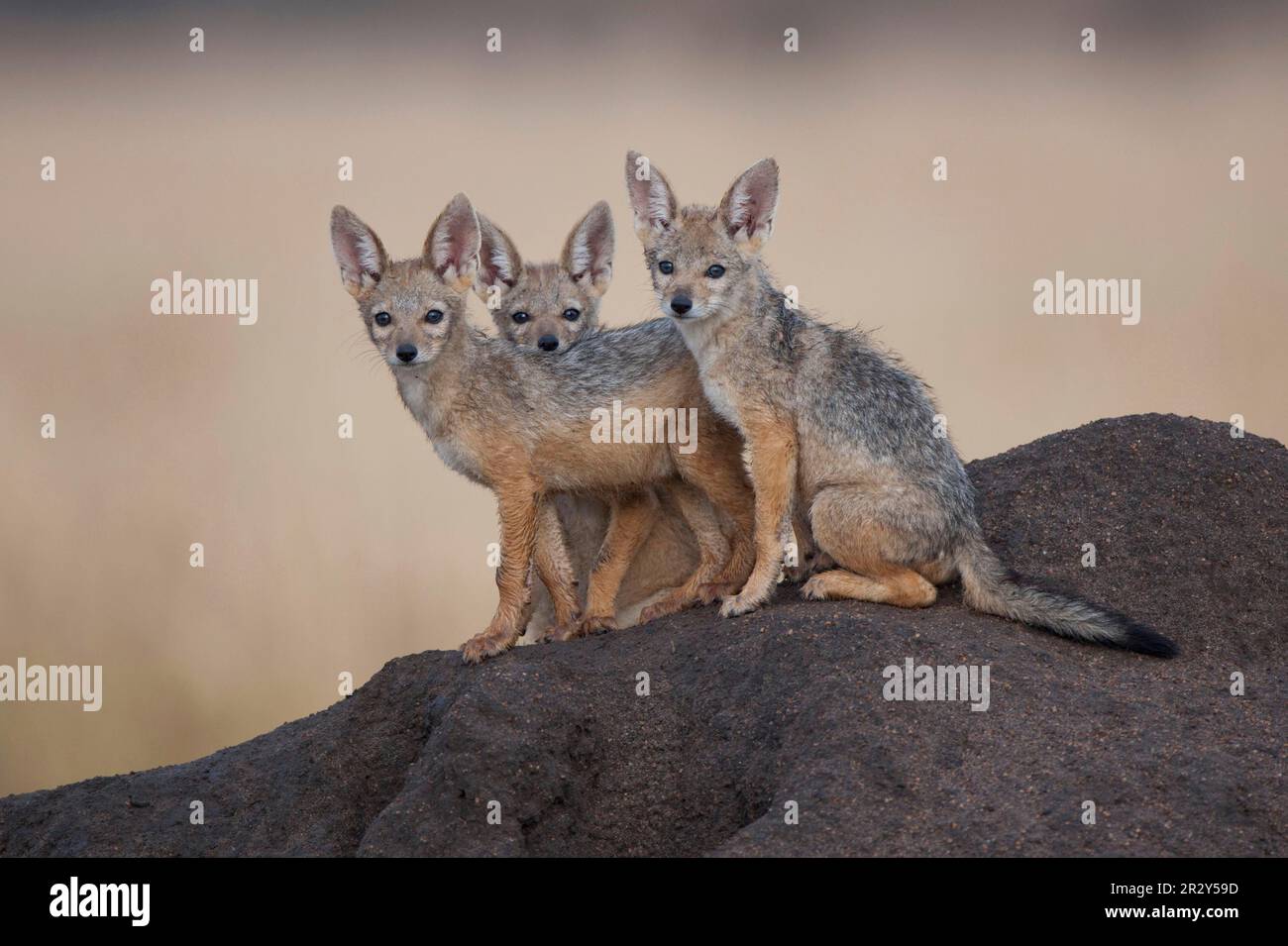 Black-backed jackals (Canis mesomelas), Jackal, Jackals, Canine species ...
