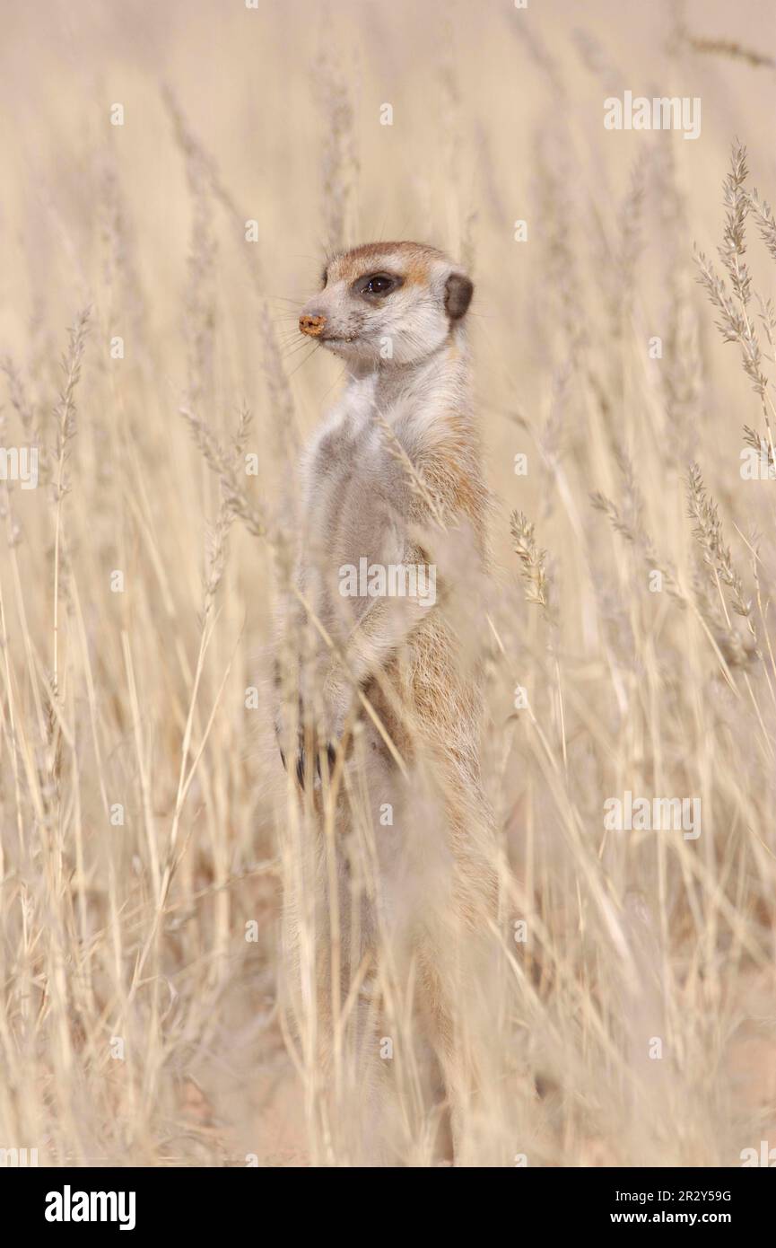 Meerkats (Suricata suricatta) Meerkat, predators, mammals, creepers ...