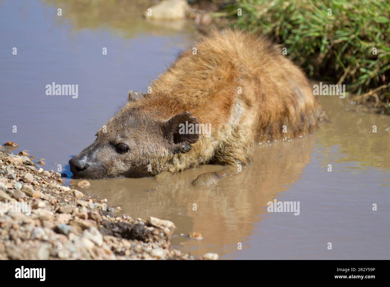 Spotted Hyena, spotted hyenas (Crocuta crocuta), Hyena, Hyenas, Canines ...