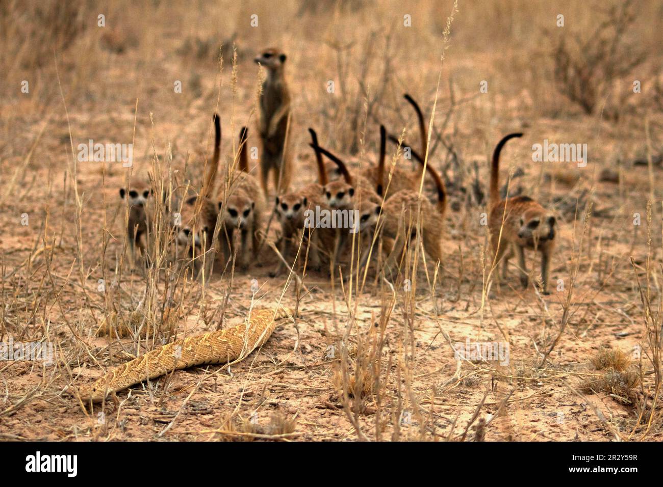 Meerkats (Suricata suricatta) Meerkat, predators, mammals, creepers ...