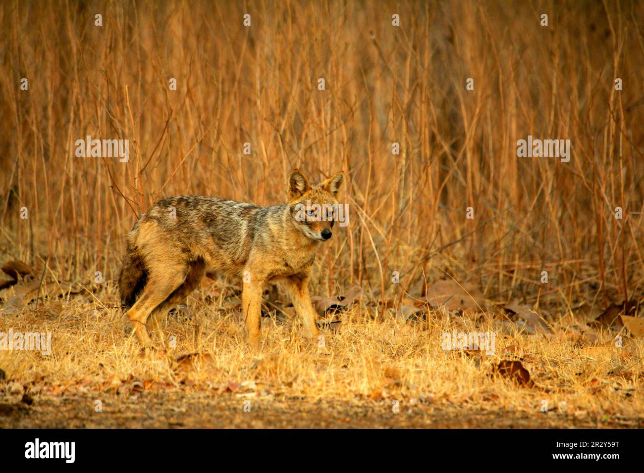 Golden Jackal (Canis aureus) adult standing, Gir Forest N. P. India Stock Photo - Alamy