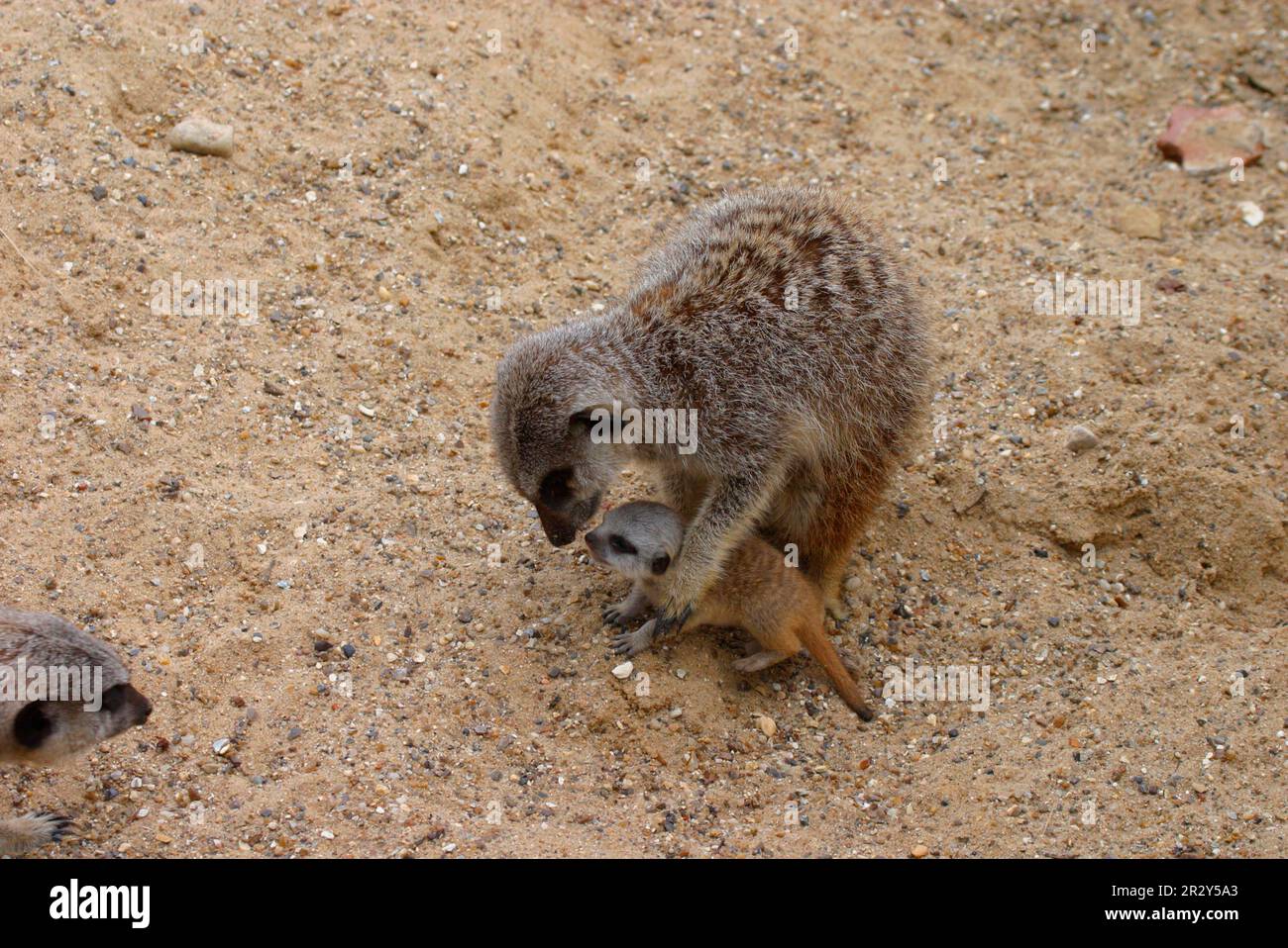 Meerkat Meerkat, Predators, Mammals, Sneaky cats, Animals, Meerkat ...