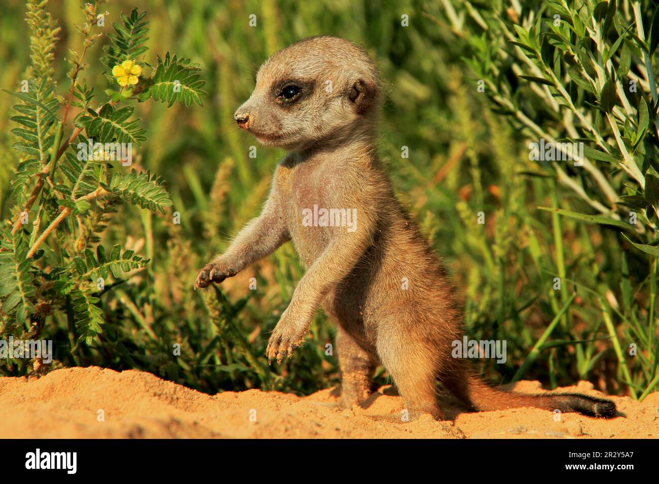 Meerkats (Suricata suricatta) Meerkat, predators, mammals, creepers ...
