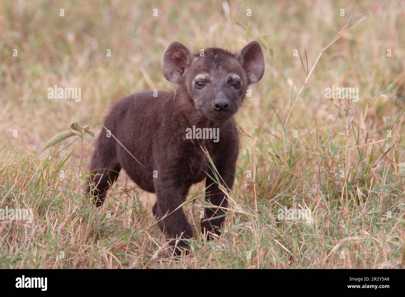 Spotted hyena, spotted hyenas (Crocuta crocuta), hyena, hyenas, canines ...