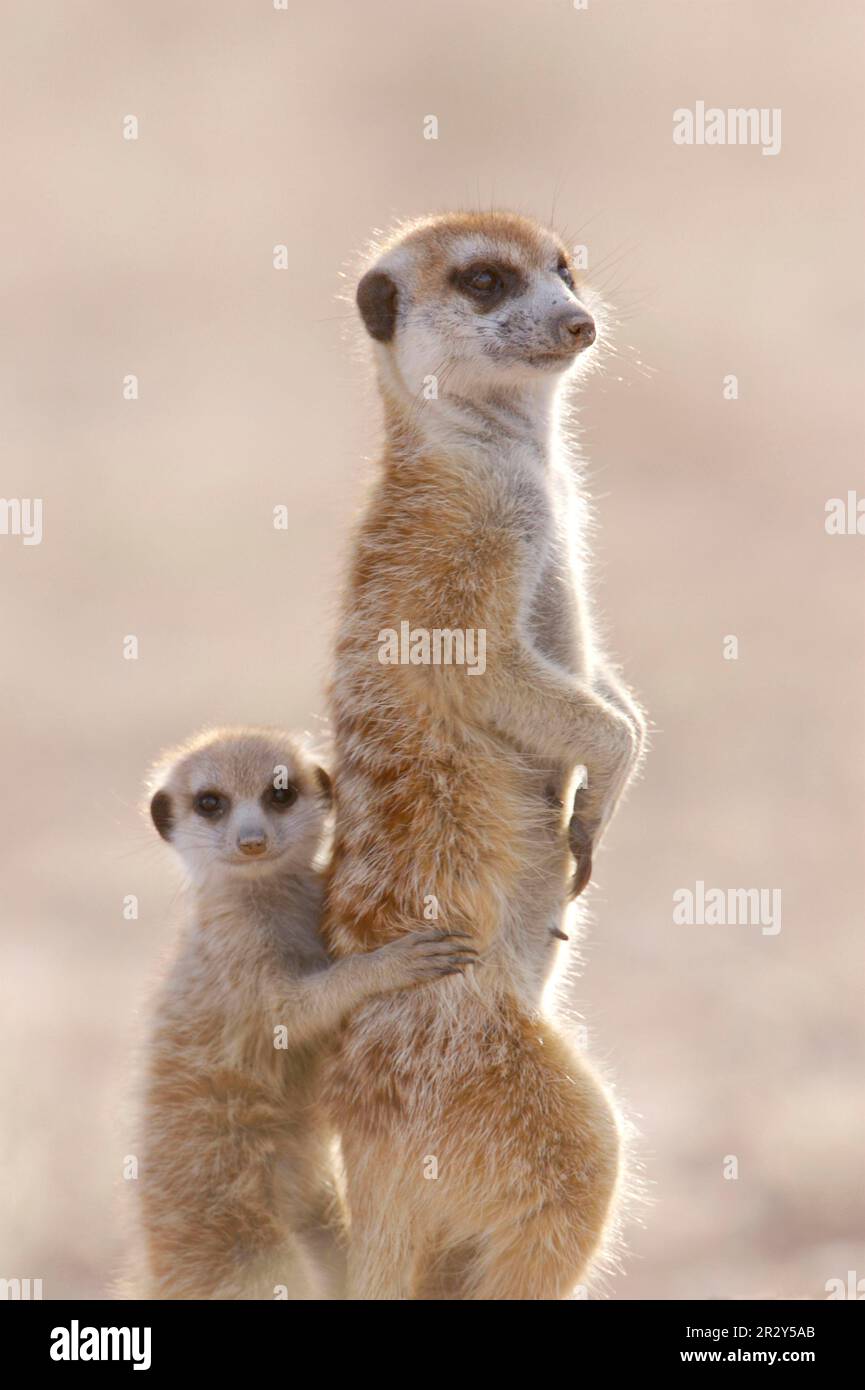Meerkats (Suricata suricatta) Meerkat, predators, mammals, creepers ...