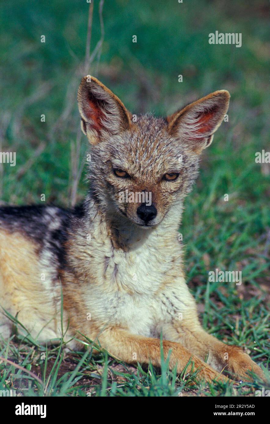 Black-backed jackals (Canis mesomelas), Jackal, Jackals, Canidae ...