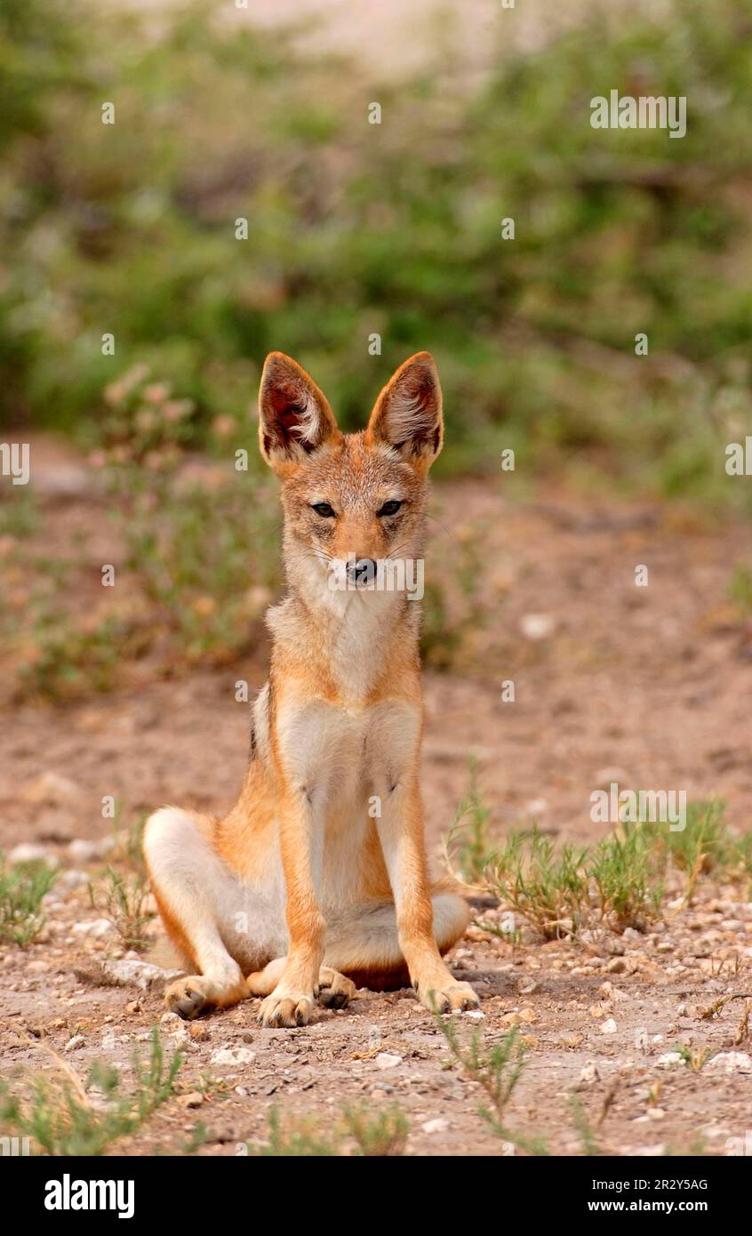 Black-backed jackals (Canis mesomelas), Jackal, Jackals, Canine species ...