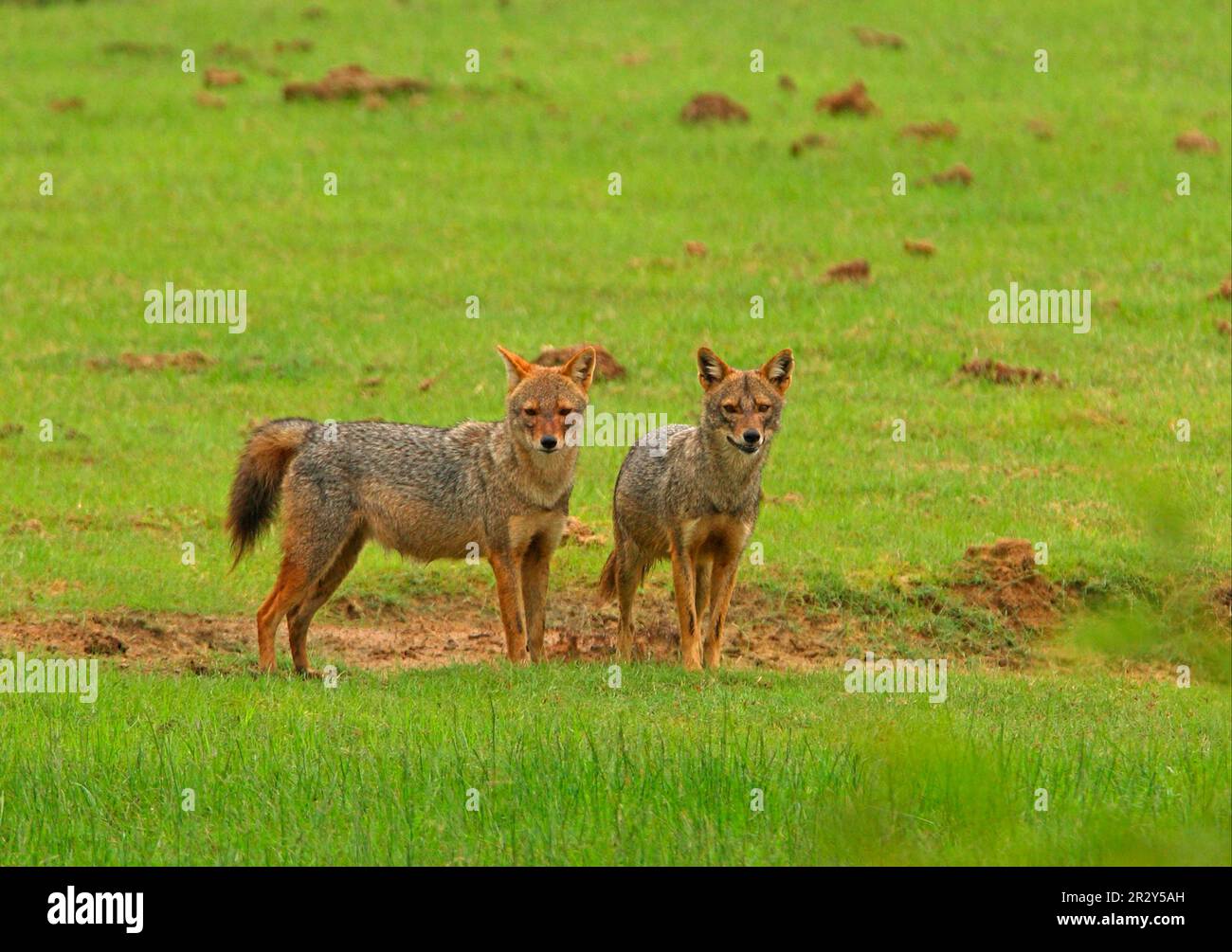 Golden Jackal, golden jackals (Canis aureus), Jackal, Jackals, Canines ...