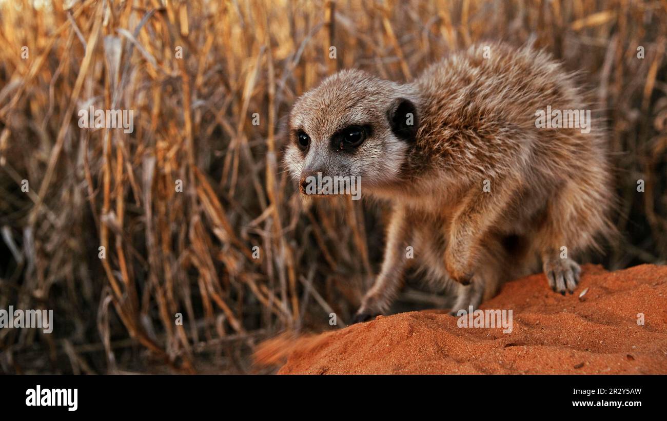 Meerkats (Suricata suricatta) Meerkat, predators, mammals, creepers ...