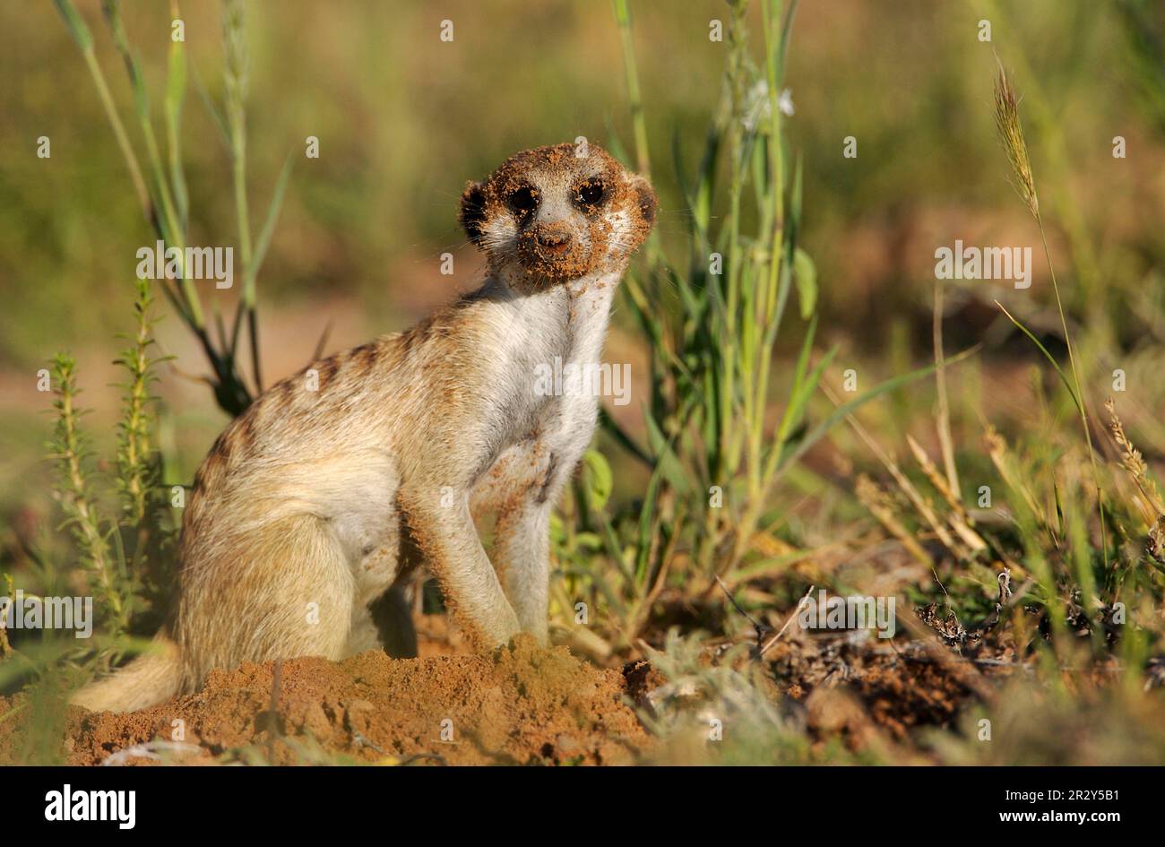 Meerkat (Suricata suricatta) adult, foraging for food in flowering ...