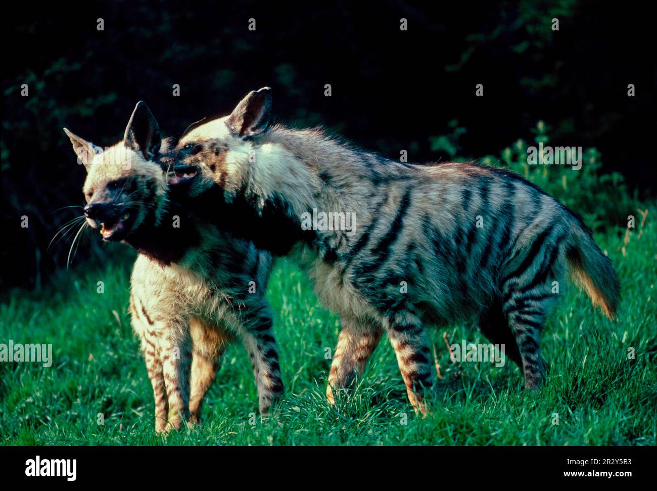 Adult striped hyena hi-res stock photography and images - Alamy