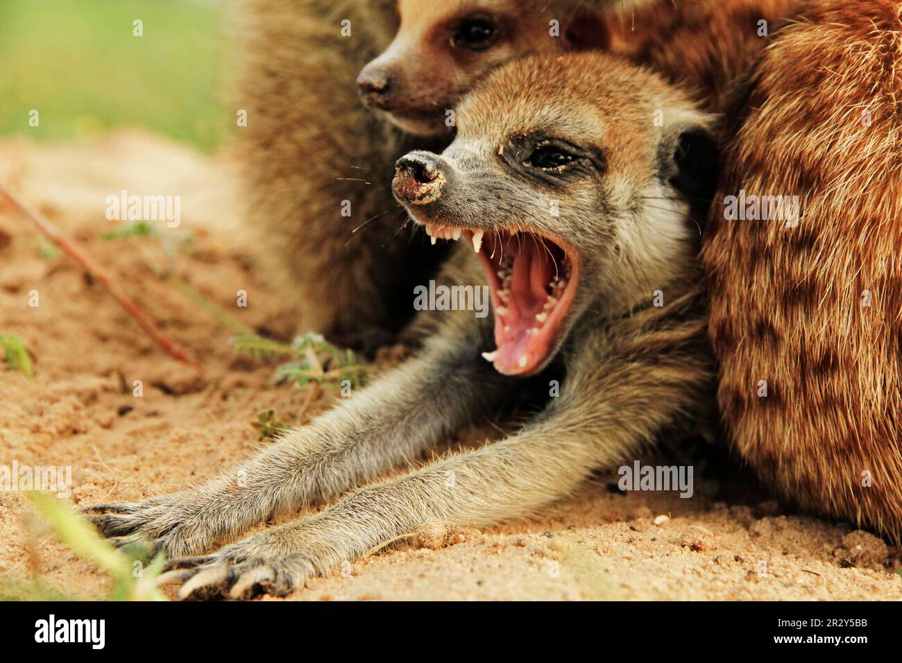 Meerkats (Suricata suricatta) Meerkat, predators, mammals, creepers ...