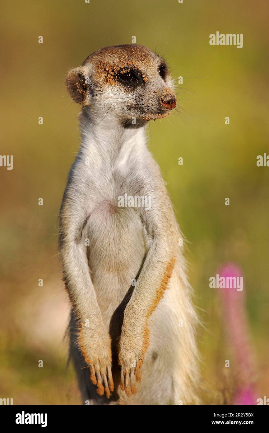 Meerkat (Suricata suricatta) adult, foraging for food in flowering ...
