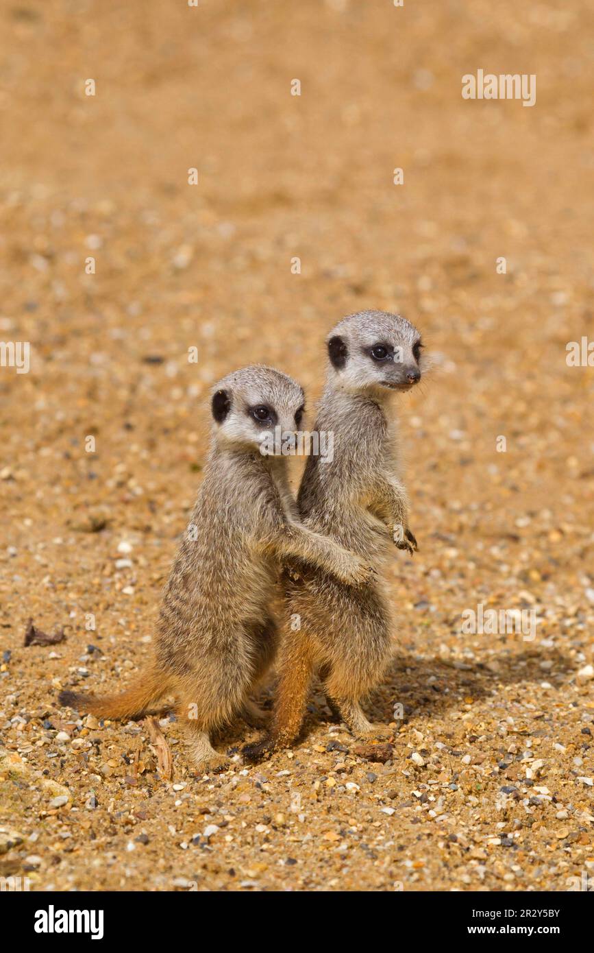 Meerkats (Suricata suricatta) Meerkat, predators, mammals, creeping ...
