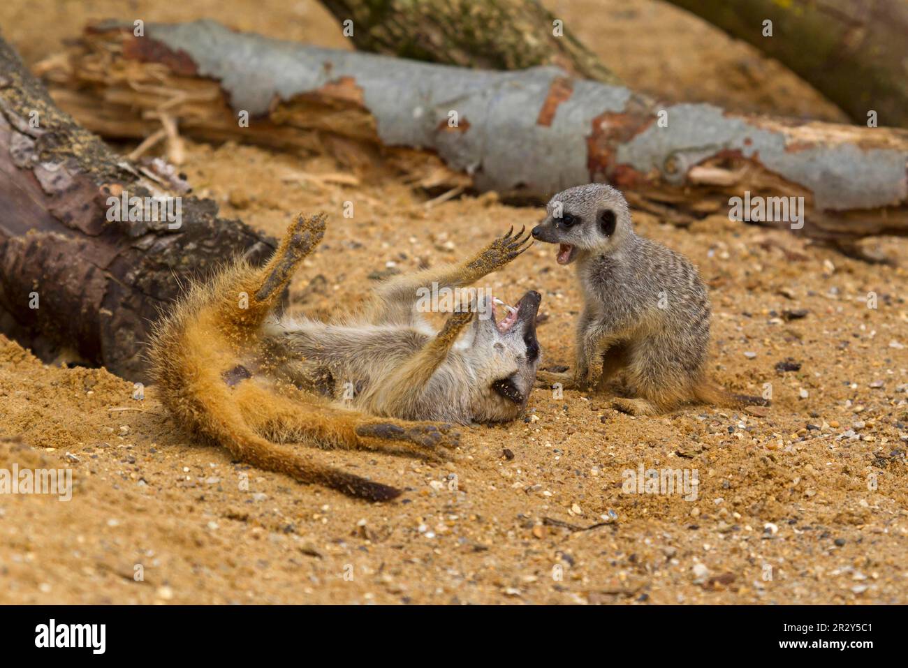 Meerkats (Suricata suricatta) Meerkat, predators, mammals, creeping ...