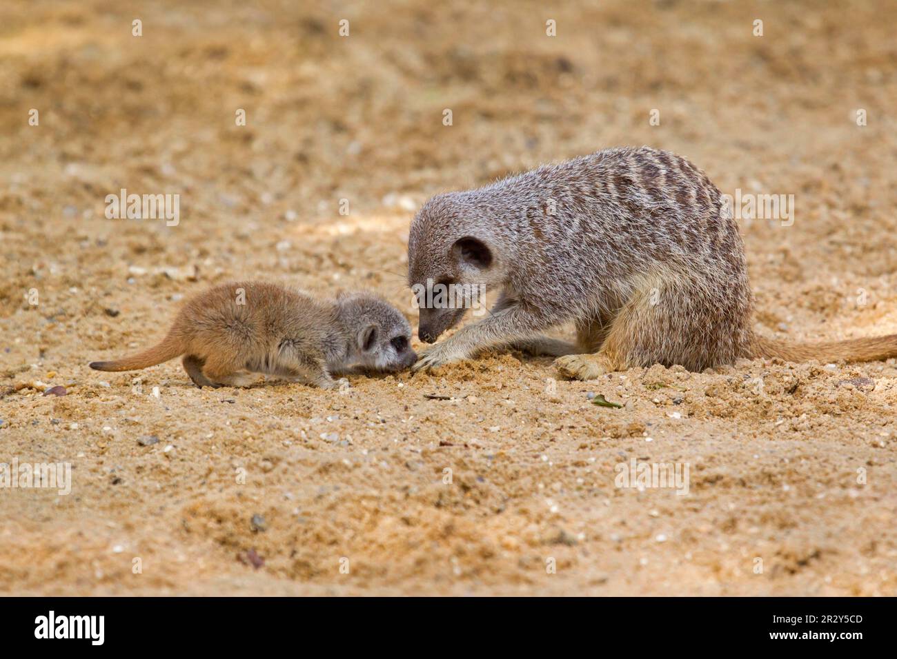 Meerkats (Suricata suricatta) Meerkat, predators, mammals, creeping ...