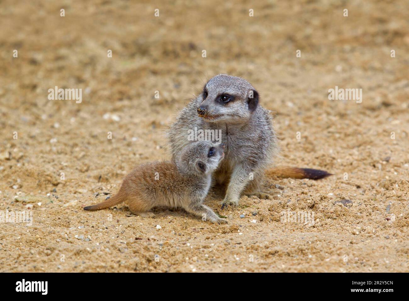 Meerkats (Suricata suricatta) Meerkat, predators, mammals, creeping ...