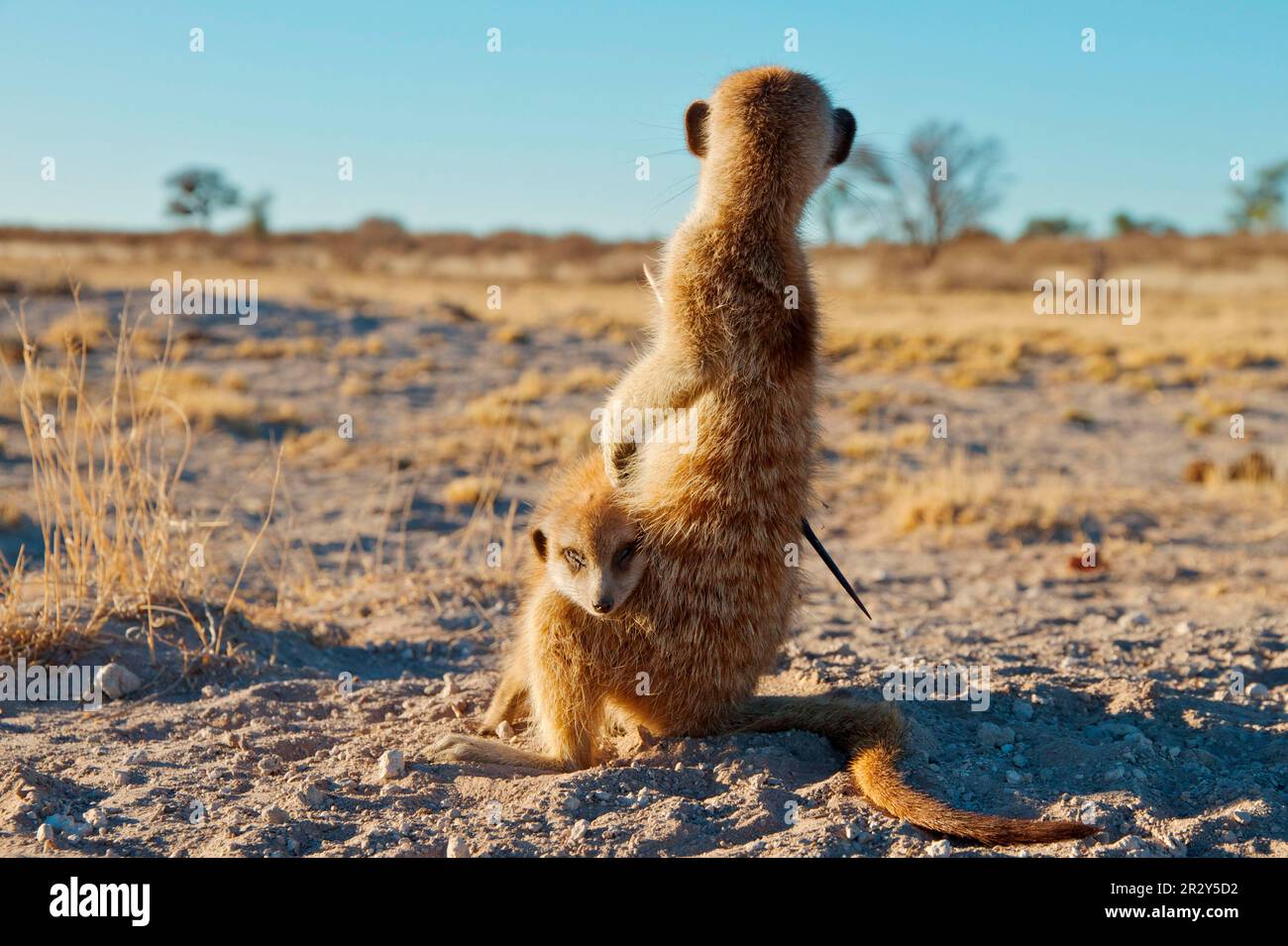 Meerkats (Suricata suricatta) Meerkat, predators, mammals, creepers ...
