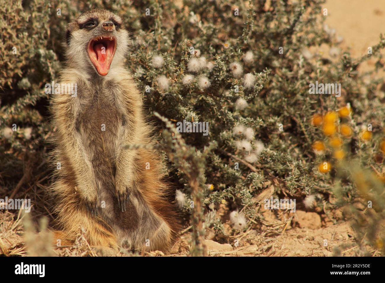 Meerkats (Suricata suricatta) Meerkat, predators, mammals, creepers ...