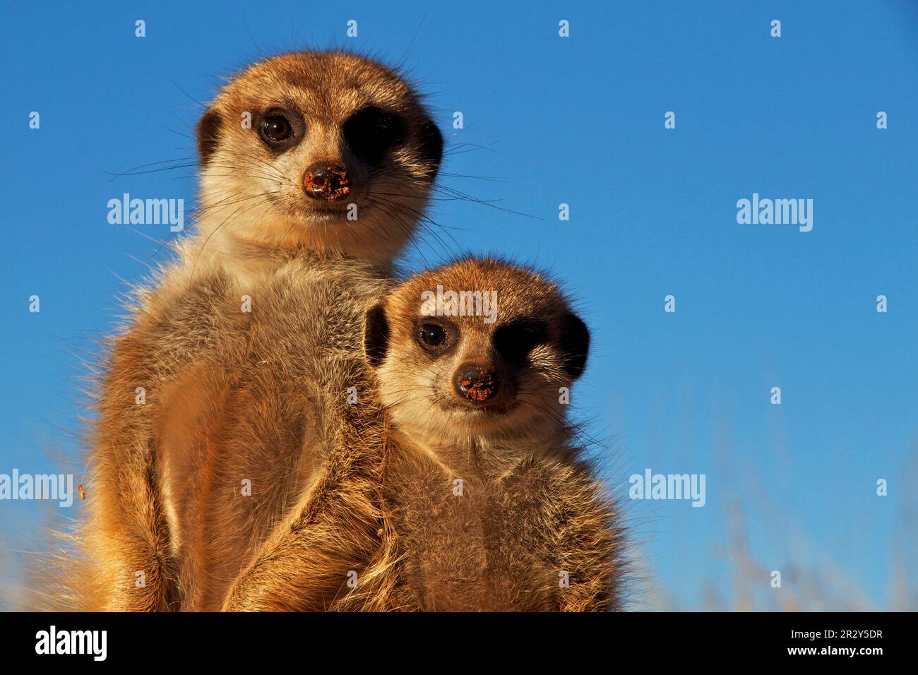 Meerkats (Suricata suricatta) Meerkat, predators, mammals, creepers ...