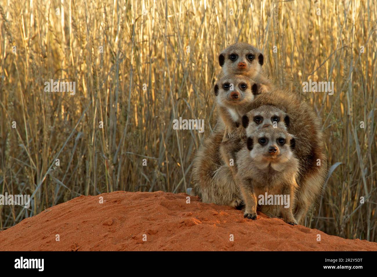 Meerkats (Suricata suricatta) Meerkat, predators, mammals, creepers ...