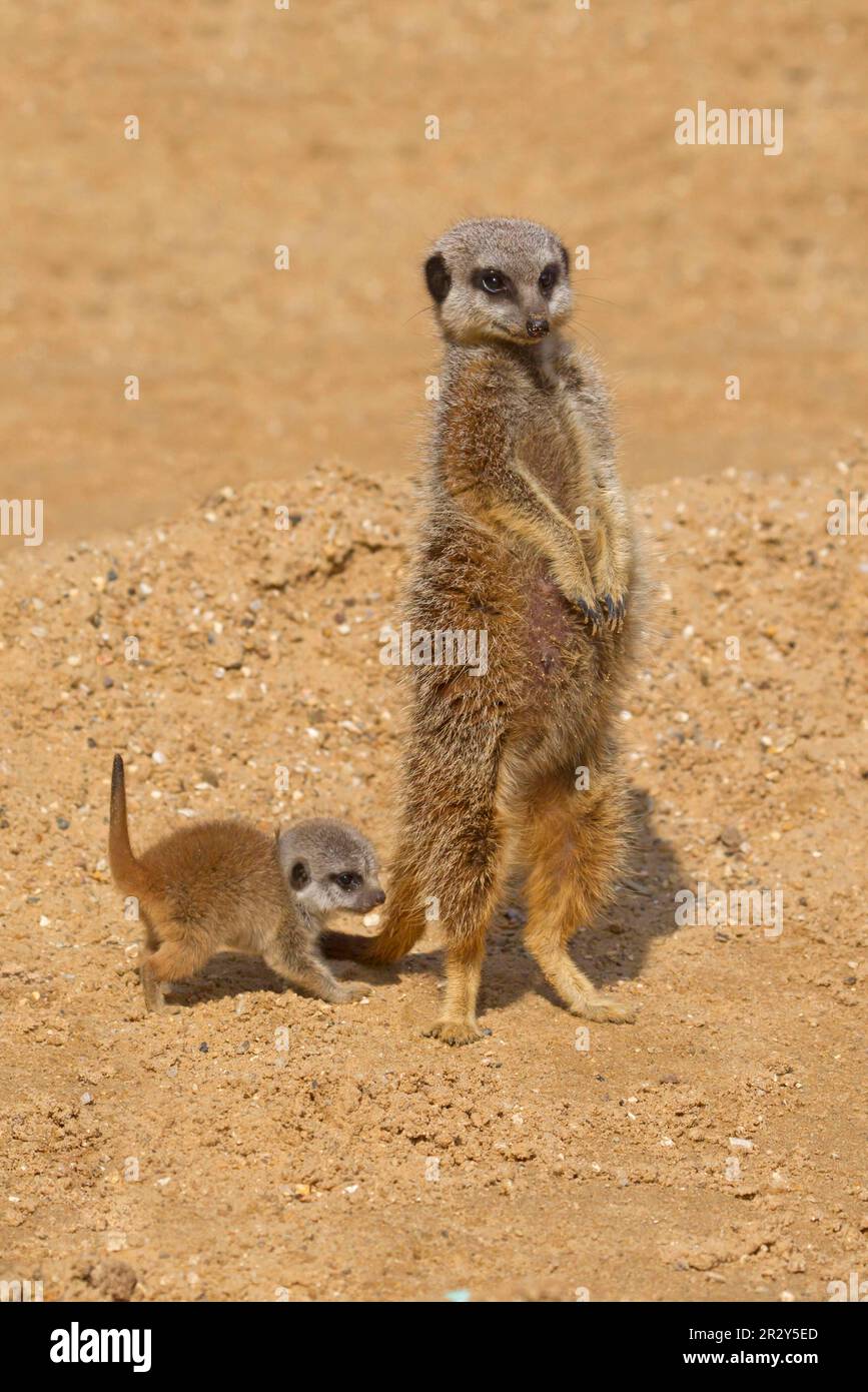 Adult baby animals hi-res stock photography and images - Alamy