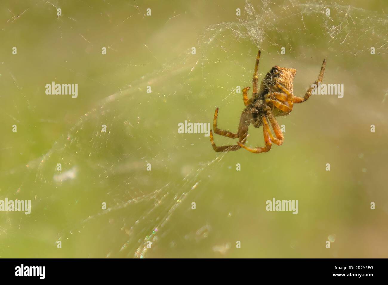 Cyrtophora citricola spider, also called the tropical tent-web spider ...