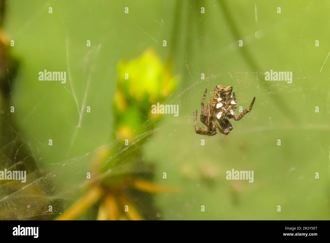 Indian spider species hi-res stock photography and images - Alamy