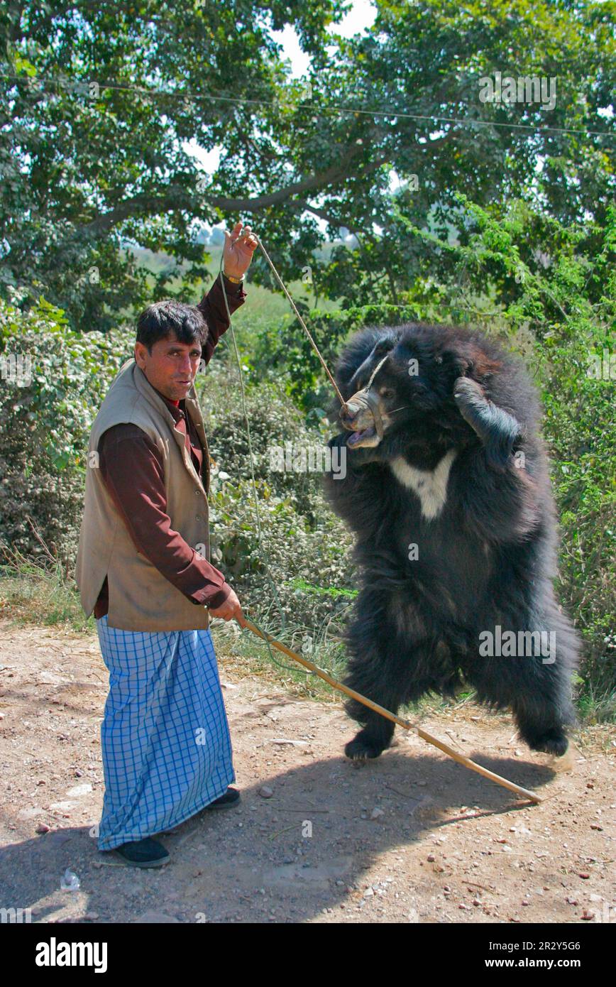 Ursus ursinus, sloth bear, sloth bears (Melursus ursinus), bears ...