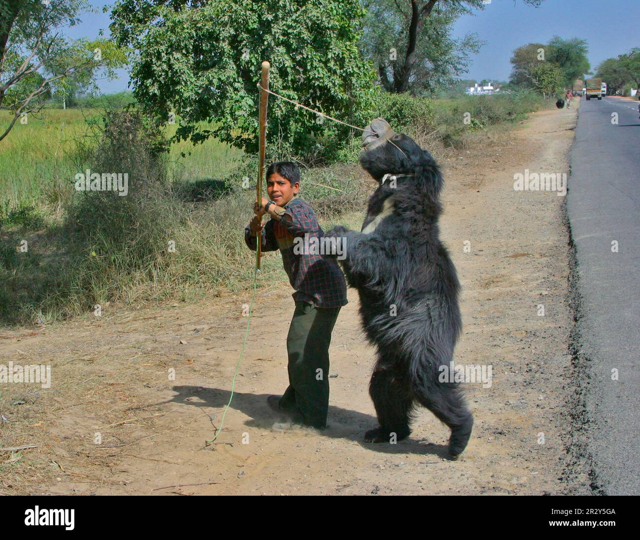 Ursus ursinus, sloth bear, sloth bears (Melursus ursinus), bears ...