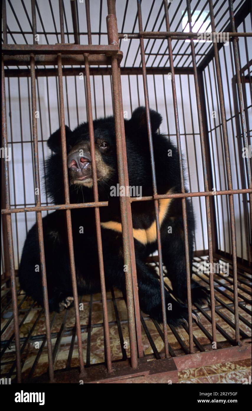 Asiatic black bear (Selenarctos thibetanus) In cage on bear farm, bear ...
