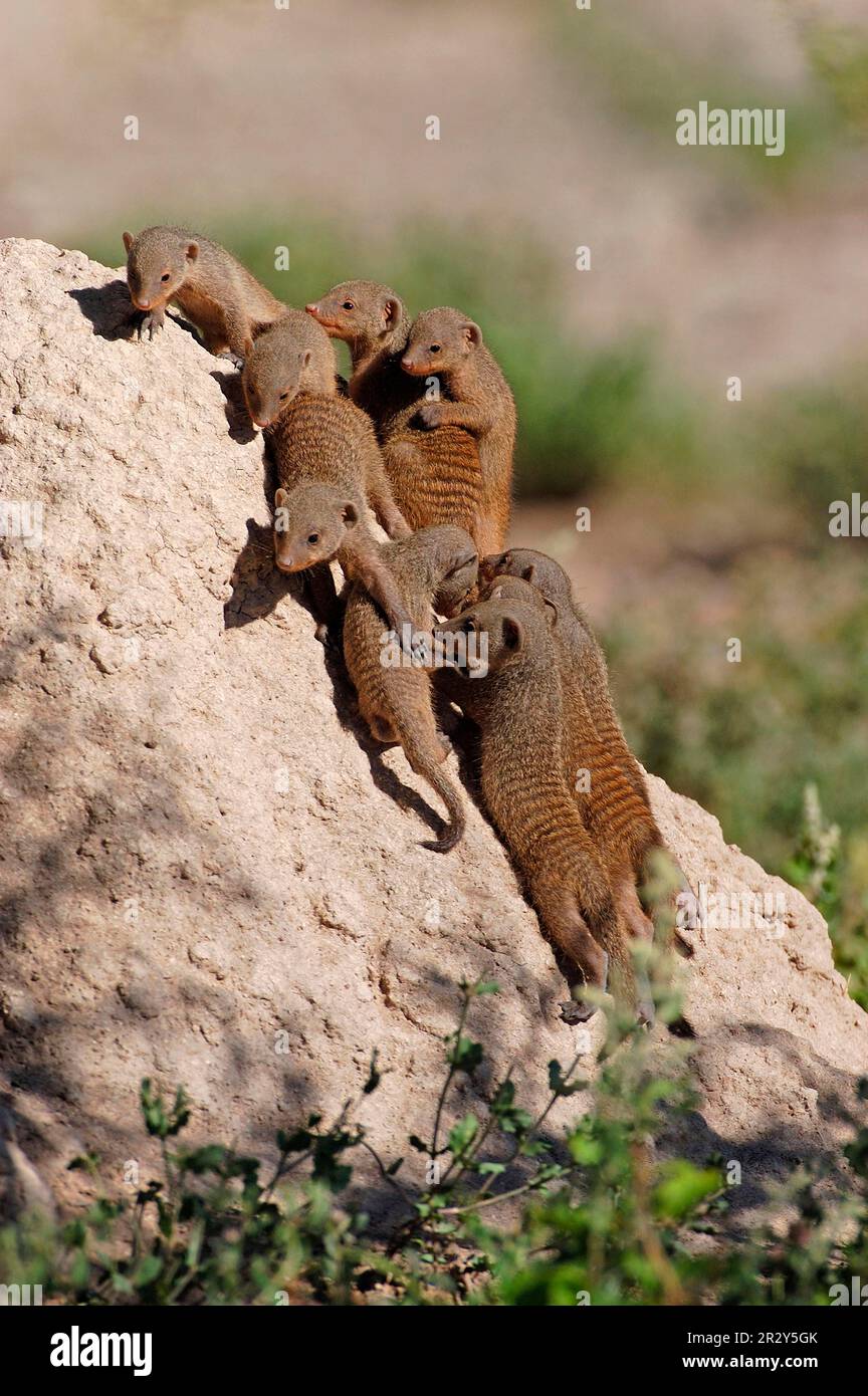 Zebra mongoose, banded mongooses (Mungos mungo), Predators, Mammals ...