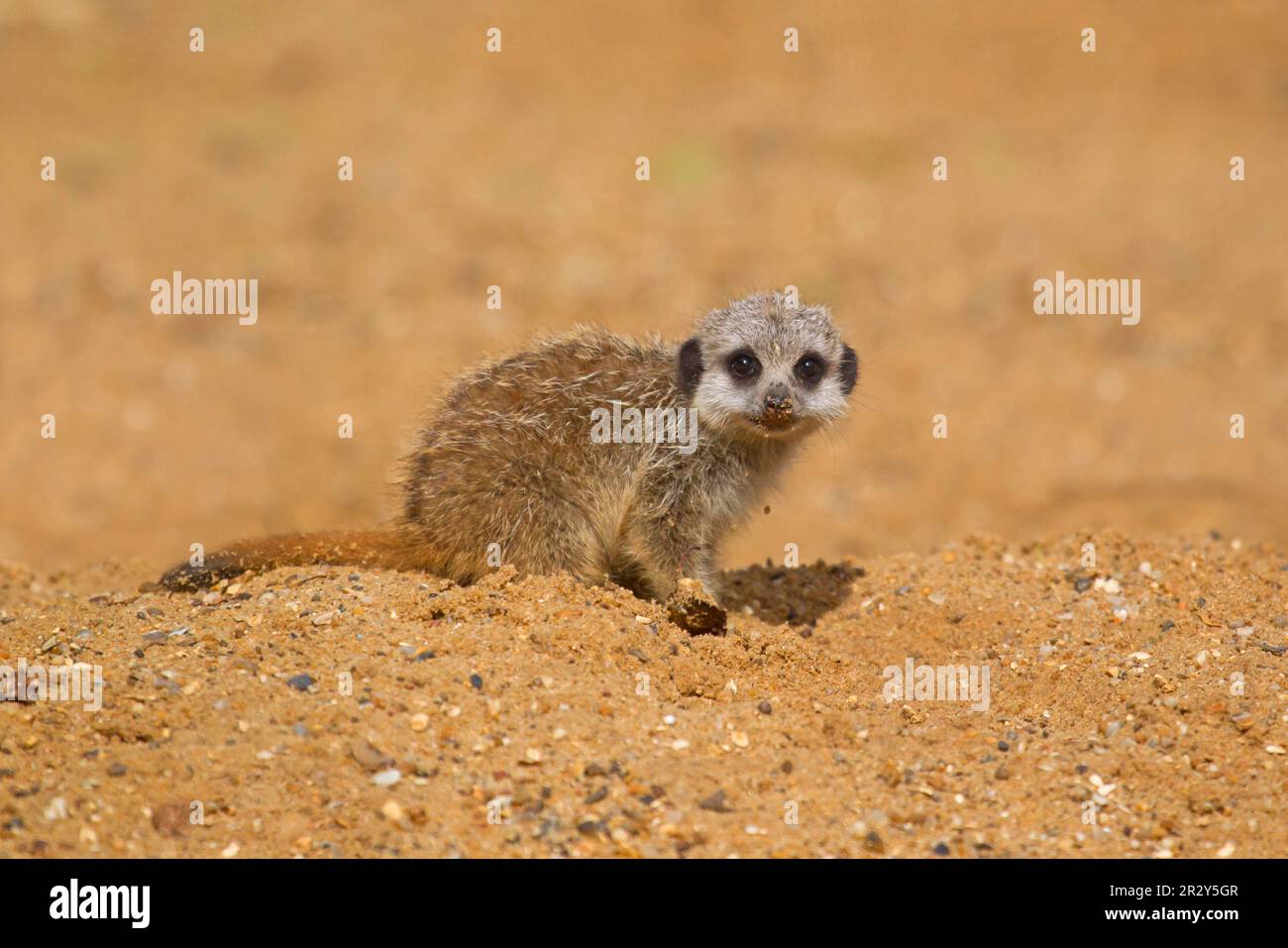 Meerkats (Suricata suricatta) Meerkat, predators, mammals, creeping ...