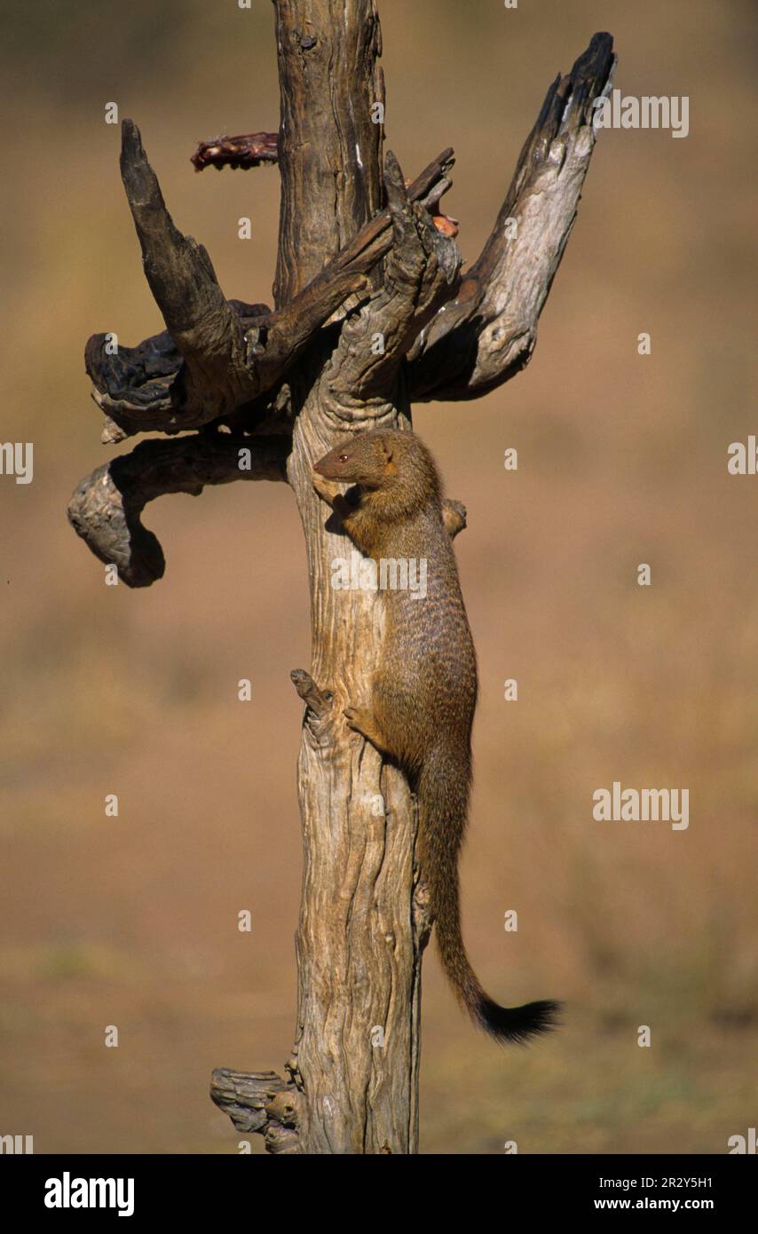 Slender slender mongoose (Galerella sanguinea) Climbing tree, Namibia ...