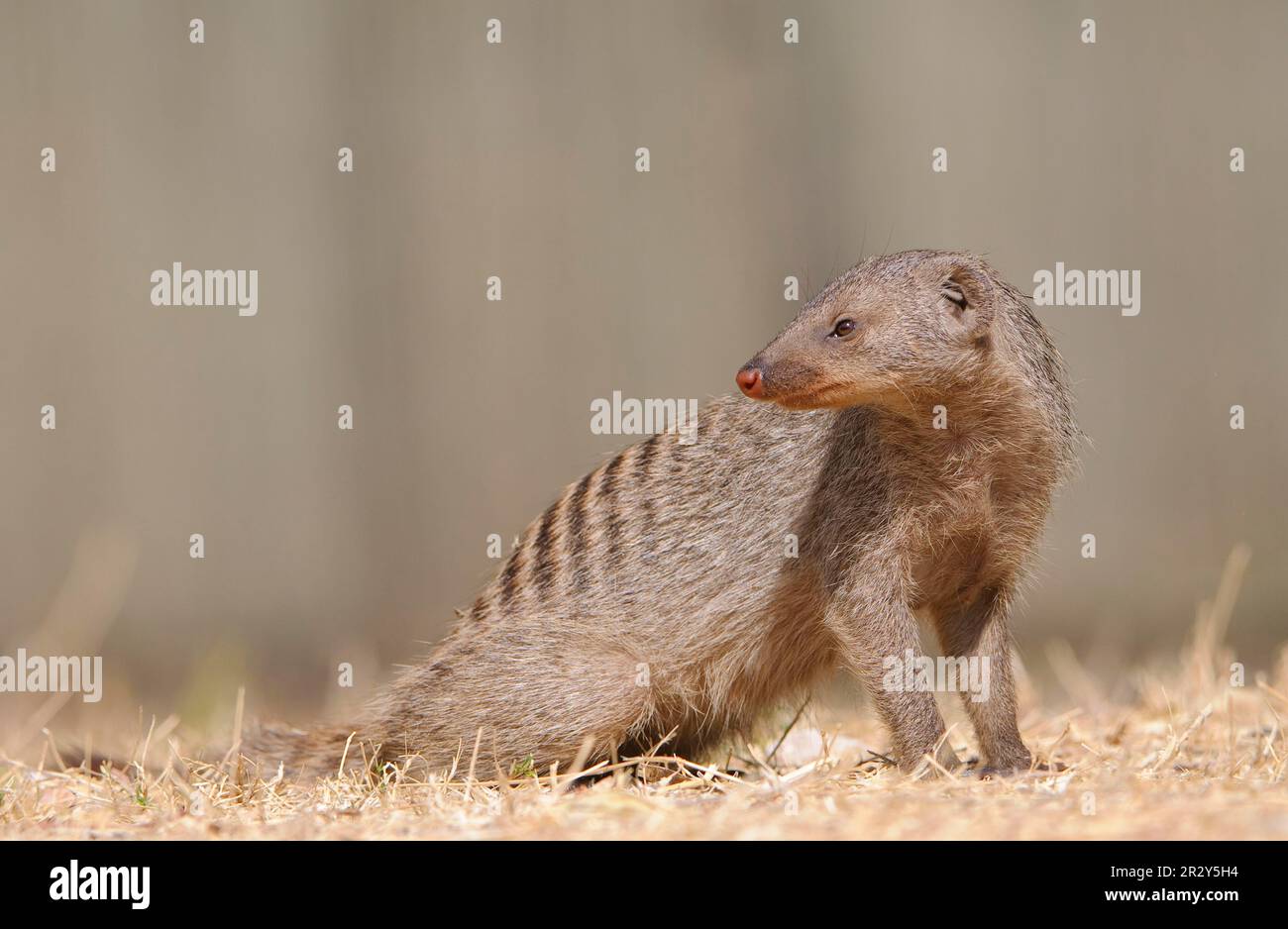 Zebra mongoose, banded mongooses (Mungos mungo), predators, mammals ...