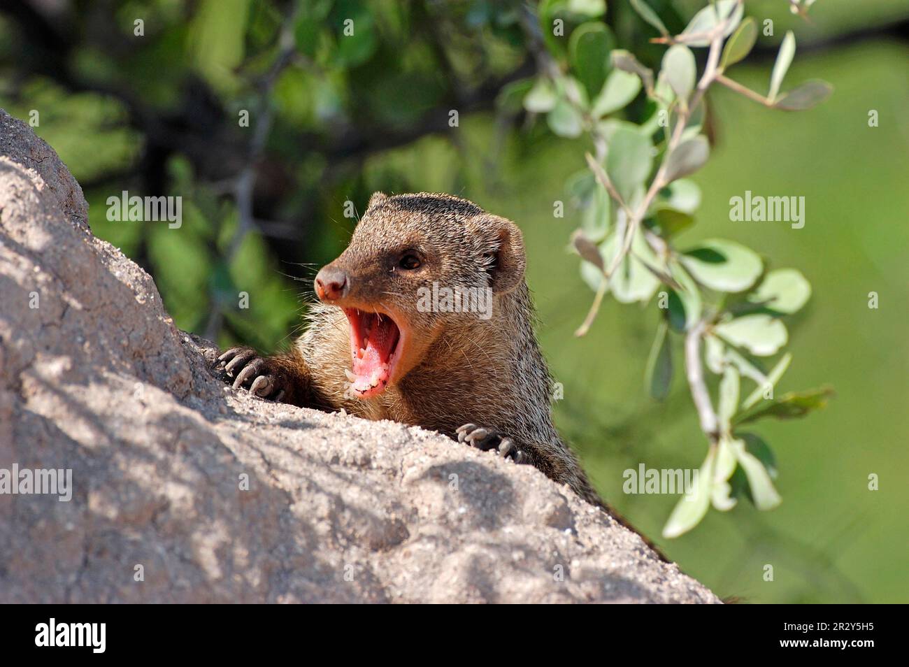 Zebra mongoose, banded mongooses (Mungos mungo), Predators, Mammals ...