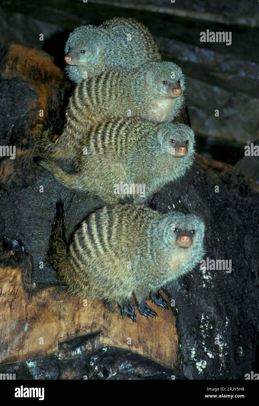 Mongoose (Mungos mungo), Banded close-up of four in a line on branch ...