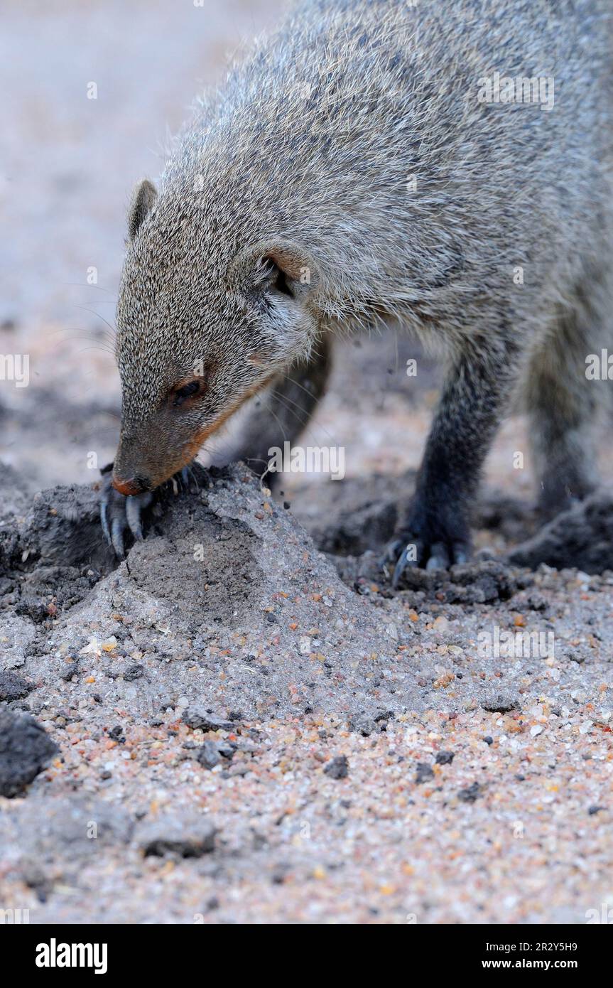 Zebra Mongoose, banded mongooses (Mungos mungo), predators, mammals ...