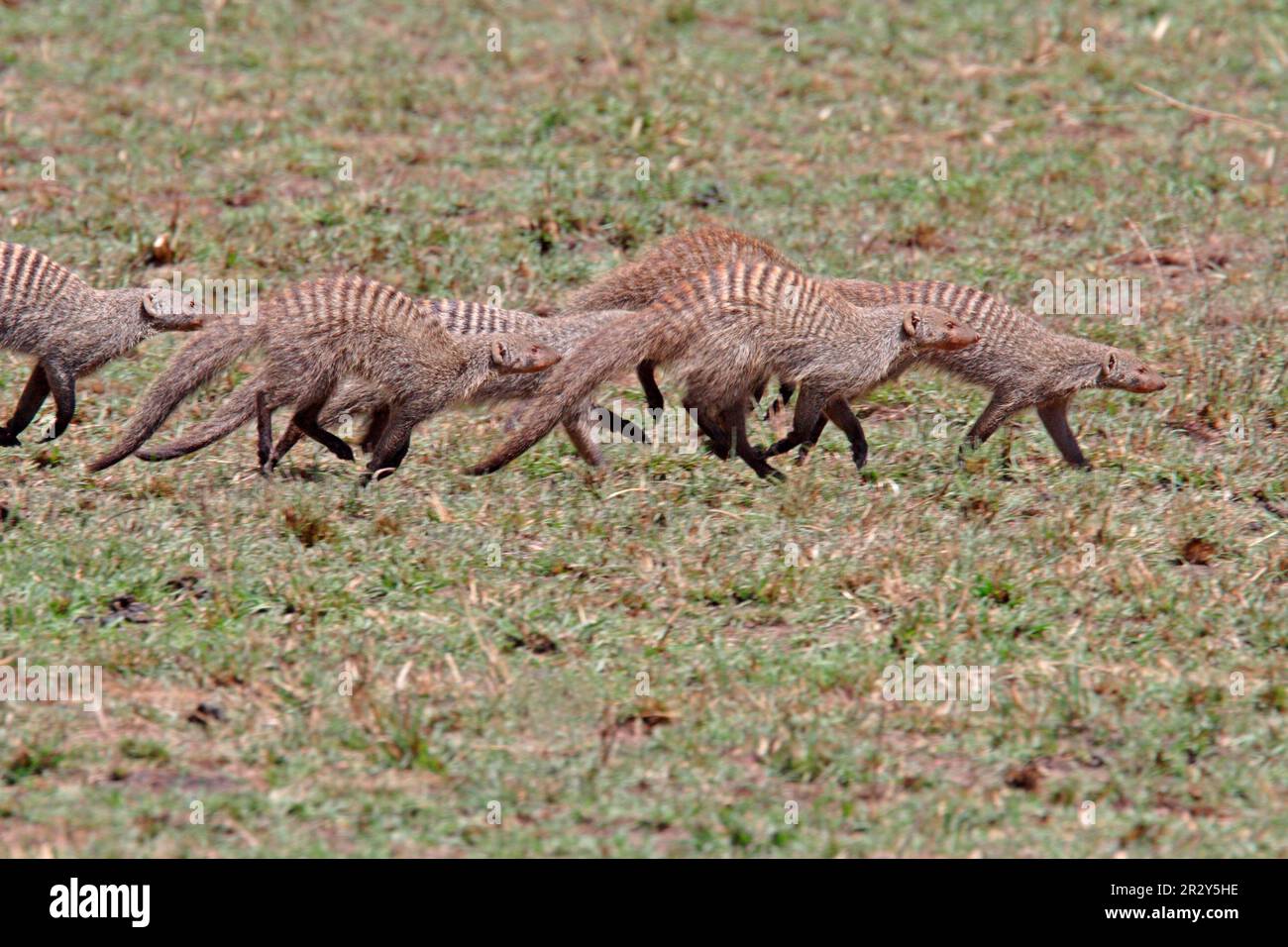 Zebra mongoose, banded mongooses (Mungos mungo), predators, mammals ...